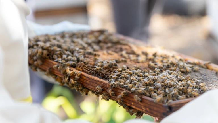 Residents in Israel’s south experience unusual influx of bees - Israel ...